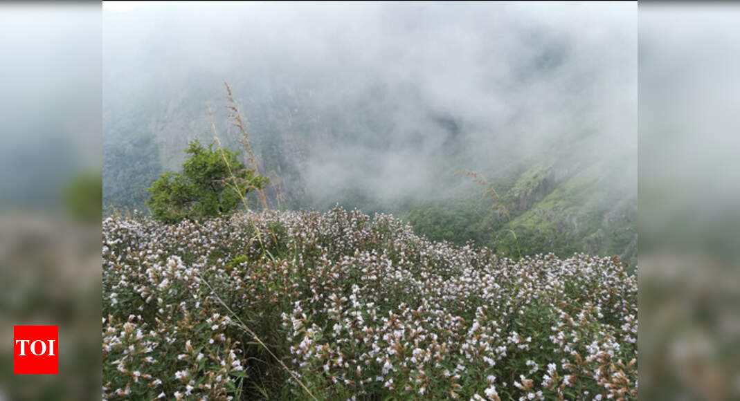Photos: Kurinji draws huge crowd to Kerala's Munnar | Kochi News ...