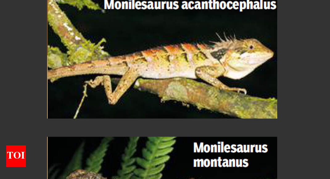 2 new Ghats lizard species identified | Mumbai News - Times of India