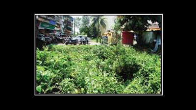 Open Canal In Quepem Town: Camouflaged danger: Open canal in Quepem ...