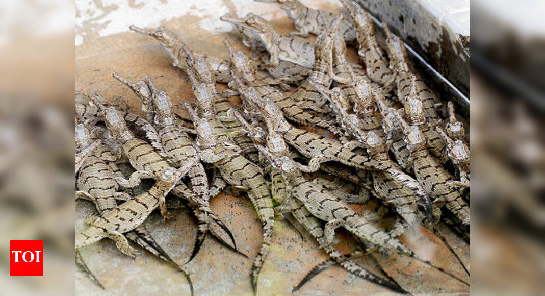 This Wildlife Week, 15 Kukrail ghariyals to finally head ‘home ...