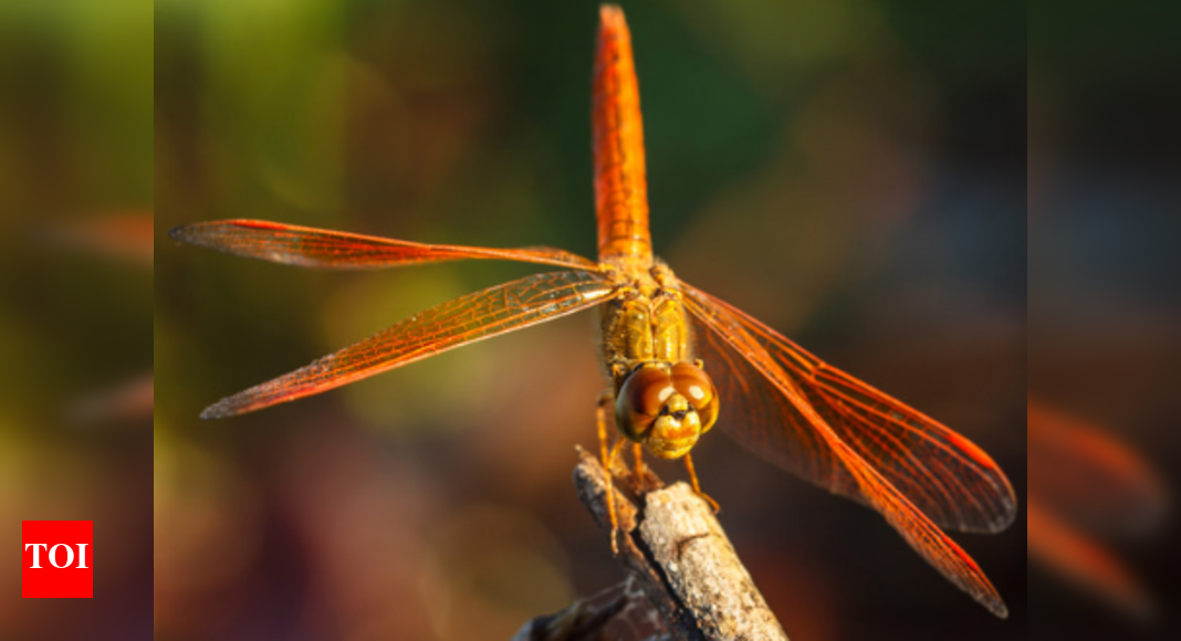 Dance of the dragonflies - Times of India