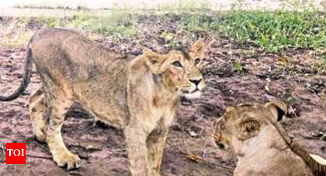 Chhatbir zoo all set to get white tigress, pair of lions from Rajkot ...