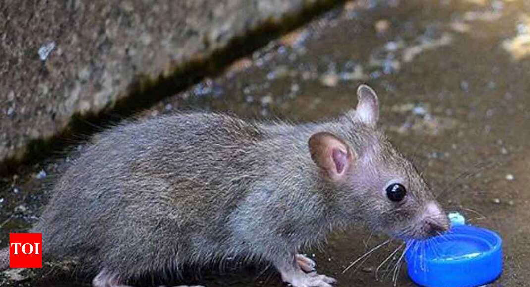 Who’s drinking seized booze in Bihar? Rats, of course | India News ...