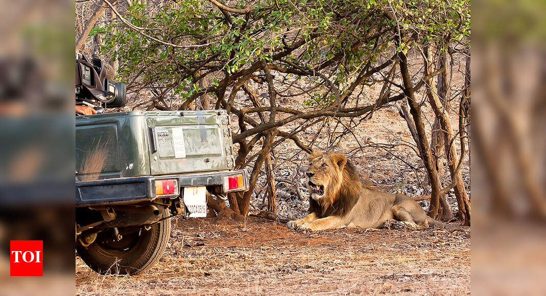 Infighting theory stalks virus admission | Ahmedabad News - Times of India