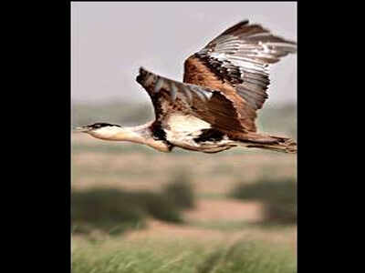 Dogs being sterilised to protect Godawans | Jaipur News - Times of India