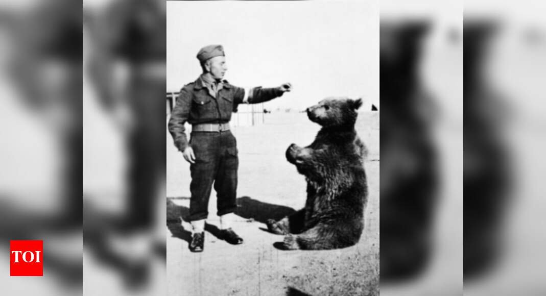 Picture book on Wojtek the bear who fought in World War 2 - Times of India