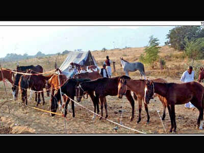 Glanders disease to affect horse trade in Pushkar fair | Jaipur News ...