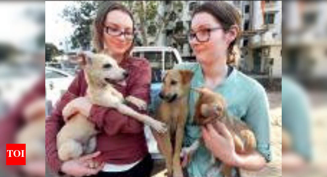 It is an envious dog's life! | Ahmedabad News - Times of India