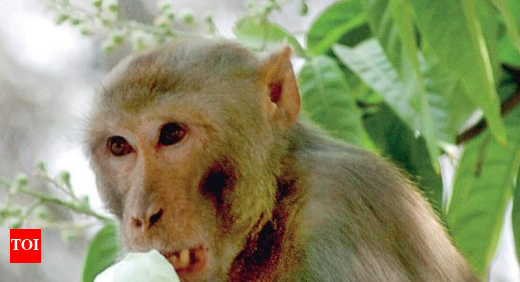 Delhi monkey: Delhi: South corporation finally nets eight monkey ...