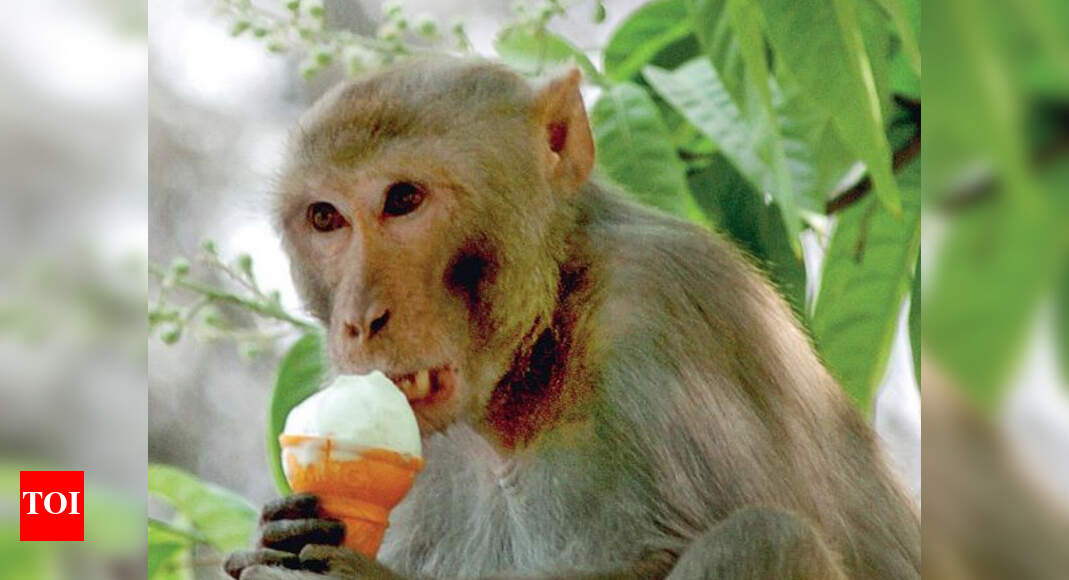 Delhi Monkey: Delhi: South corporation finally nets eight monkey ...