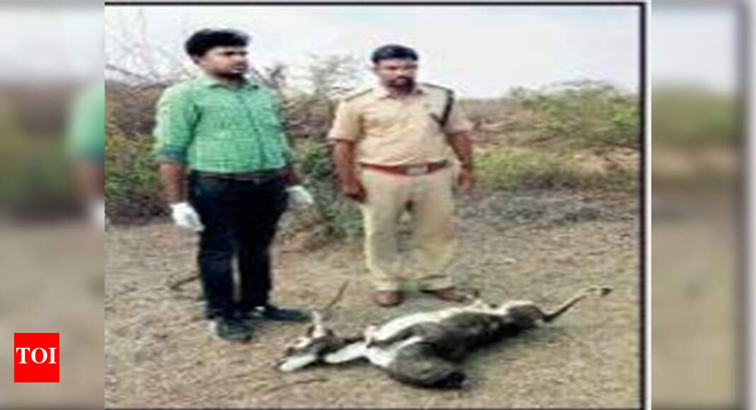 Mystery deaths of blackbucks: Foresters dazed | Bengaluru News - Times ...