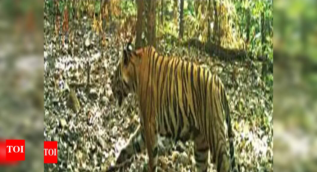 Camera Trap: Laying of camera traps in Mhadei from November | Goa News ...