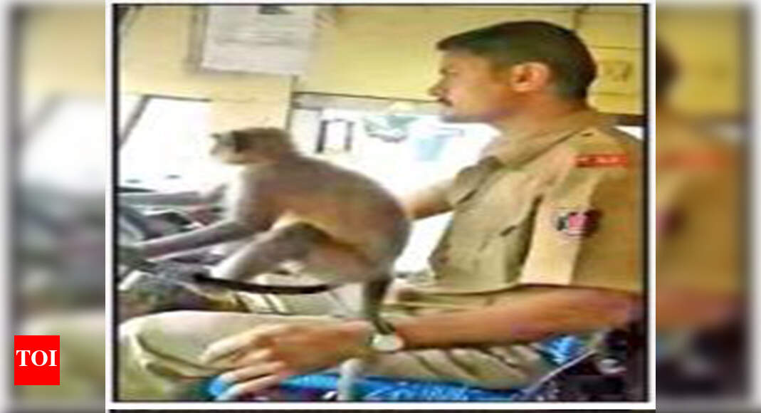 Imran Khan faces ‘monkey-at-wheel’ barb | Bengaluru News - The Times of ...