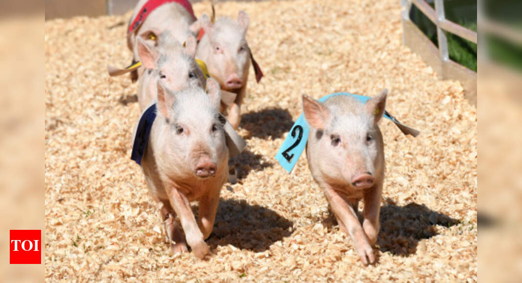 10. Why China’s pigs, hens are cursing Trump, thanking Modi - Times of ...