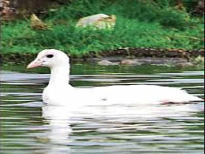 Bird watchers celebrate rare albino coot sighting | Pune News - Times ...