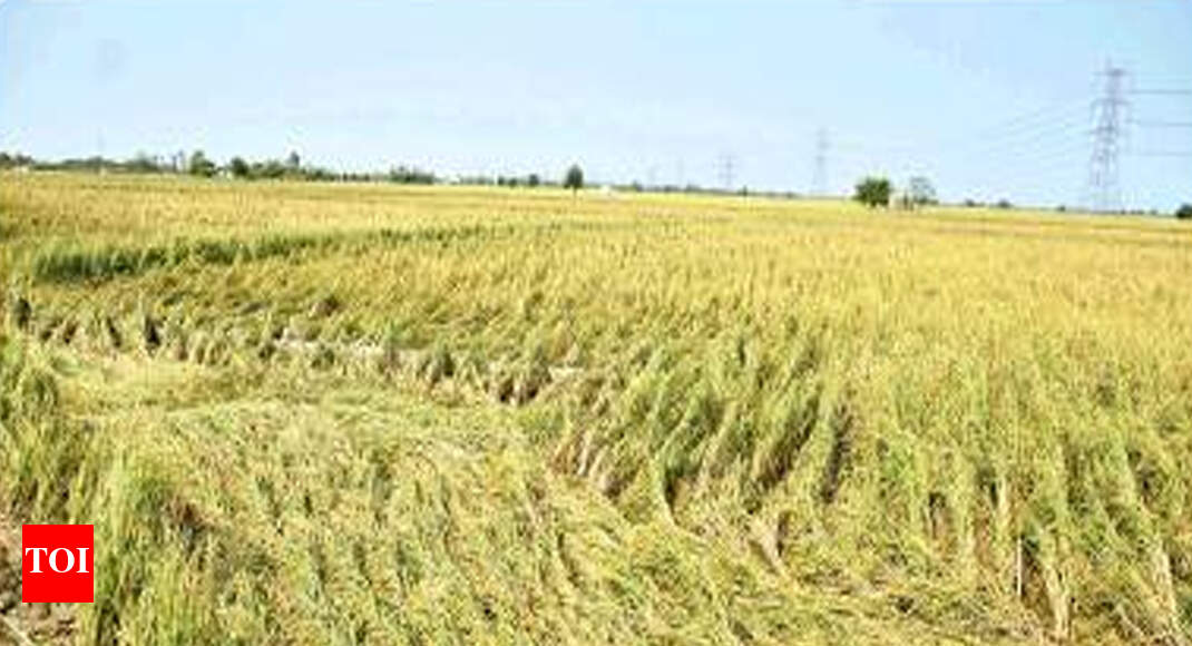 patiala: Rain, hailstorm damage crops in many districts of Punjab ...