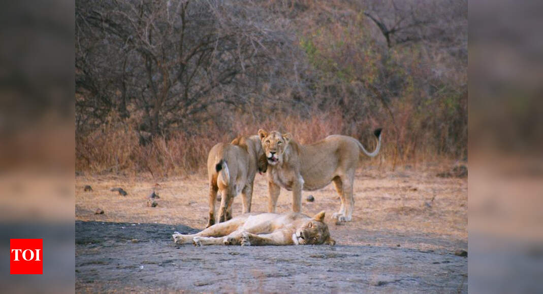 ‘Barda Dungar within reach of outbreak’ | Ahmedabad News - Times of India