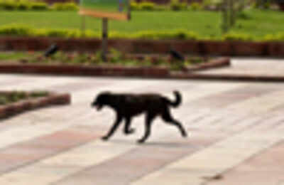 Dog catchers in action at Games village | undefined News - Times of India