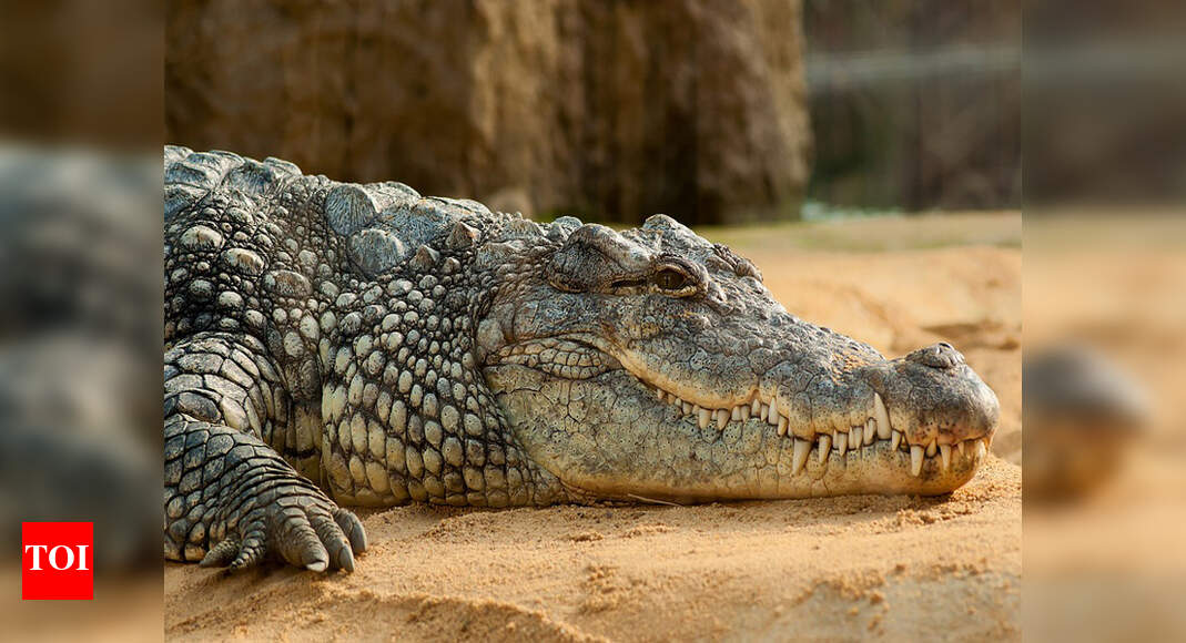 Dry water bodies forcing crocodile migration | Vadodara News - Times of ...