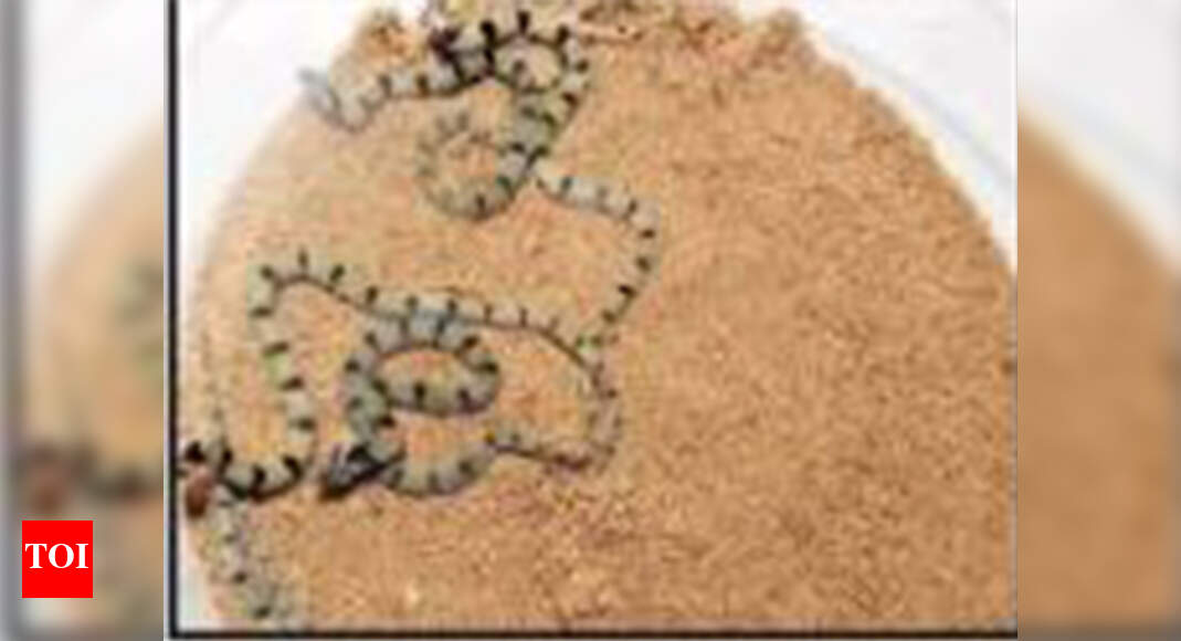 7 eggs of common kukri snake found; hatchlings released after 80 days ...