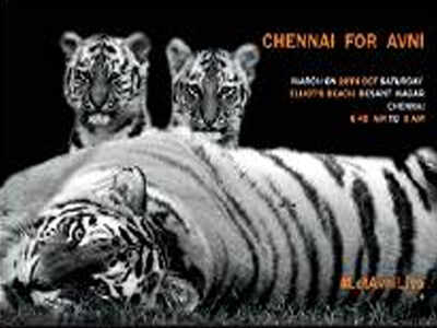 Meet at Besant Nagar beach today to save tigress Avni | Chennai News ...