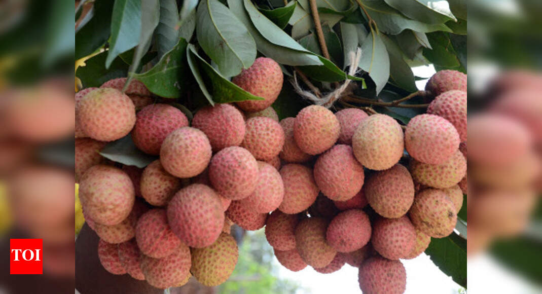 Muzaffarpur ‘shahi litchi’ gets GI tag | Patna News - Times of India