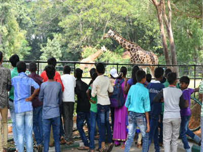 Mysuru Zoo gets 45,000 visitors in a single day | Mysuru News - Times ...