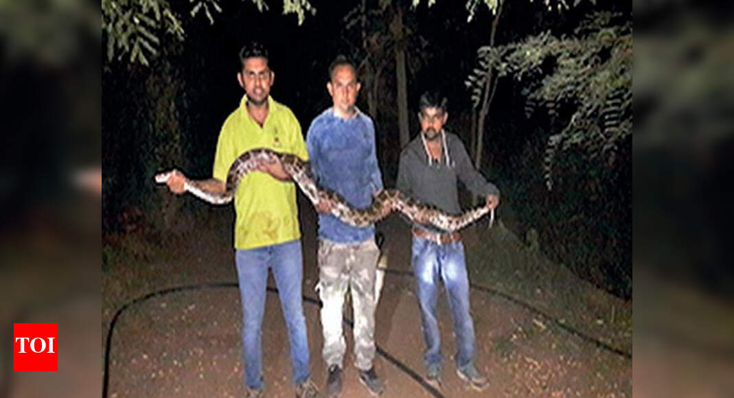 Nine-foot-long python rescued from Fajalpur | Vadodara News - Times of ...