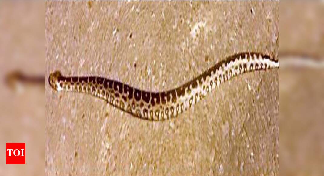 Snake surprises walkers at Sukhna | Chandigarh News - Times of India