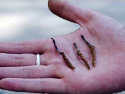 10. Why Yarchagumba gives better returns than gold - Times of India