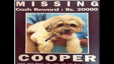 Businessman offers Rs 20,000 reward to trace dog in Bengaluru ...