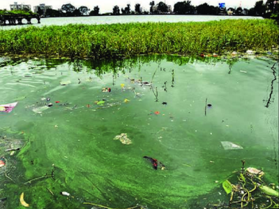 KMC plans to use suction tanker for removing algae from Rankala ...