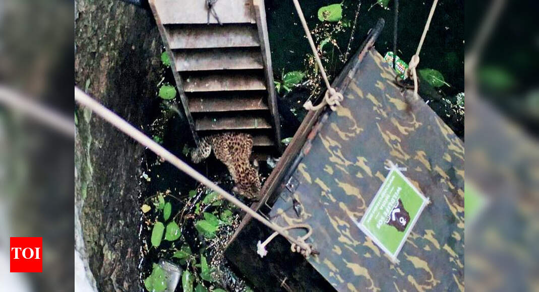 Leopard found dead in Parner taluka, second incident this week | Pune ...
