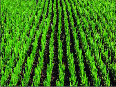 Farmers mull over long-term crops this rabi season | Coimbatore News ...