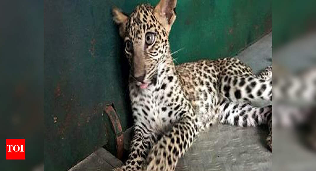 Bhopal: 10-month-old leopard cub dies at Van Vihar | Bhopal News ...