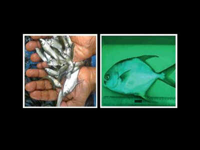 West Bengal cultivates 3 new fish varieties, to go commercial early ...