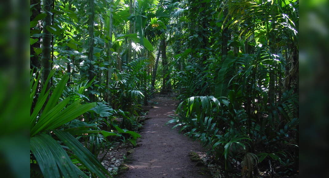 Spice plantation tours in Goa | TimesTravel