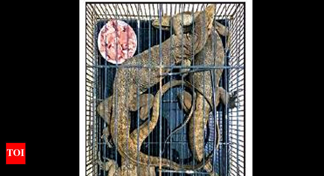 3 monitor lizards rescued, 1 held | Chennai News - Times of India