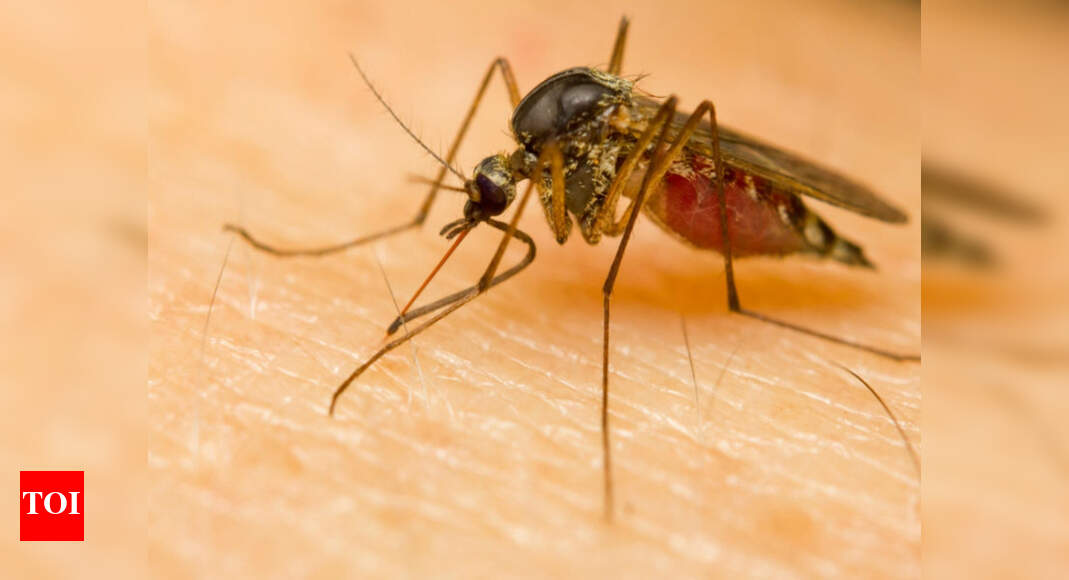 Zika Fever: What is Zika Virus? Where did the Zika virus come from? All ... Zika Fever: What is Zika Virus? Where did the Zika virus come from? All ...