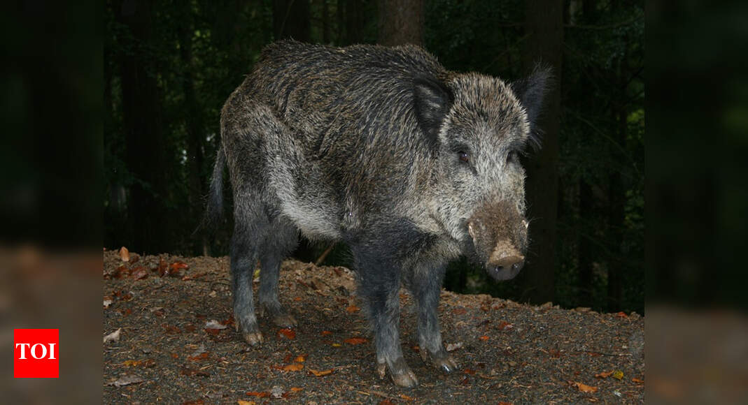 Wild boar, a nuisance animal, must be declared vermin: Vijai Sardesai ...