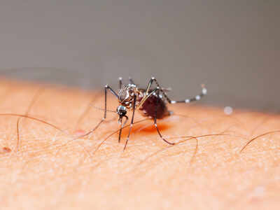 Zika virus fever: Prevention, transmission and control measures for ...