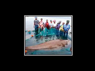 Dugong trapped in fishing net rescued, released into sea | Chennai News ...