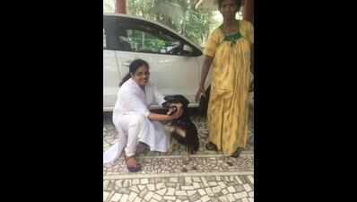 Meet Karumbi, the two-legged wonder dog from Kerala | Kochi News ...