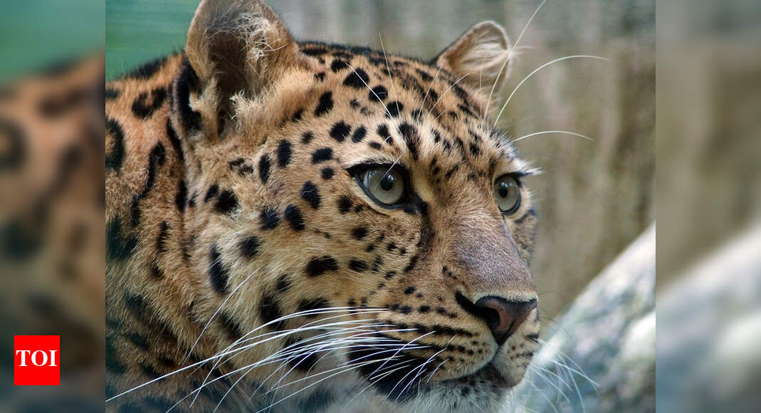 Two leopards dead in 24 hours in Nainital | Dehradun News - Times of India
