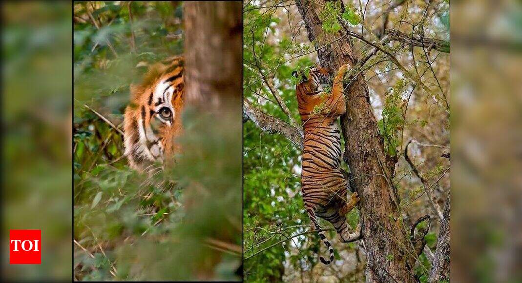 It is not just about one tigress, it is about an entire species: Sadaa ...