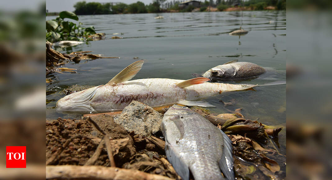 UP: Dead fish at Mathura ghats raise pollution alarm | Agra News ...