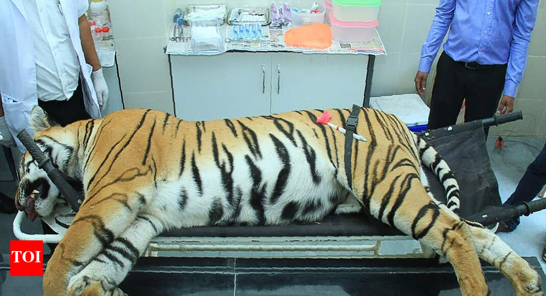 Tigress T1: Avni’s cubs to be captured, rehabilitated in the wild ...