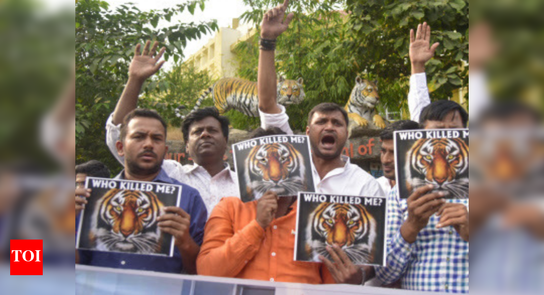 Avni Tiger: For tigress ‘murder’, Maneka Gandhi asks CM Devendra ...