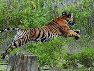 Mega protest this Saturday to protect Bandipur tiger reserve ...