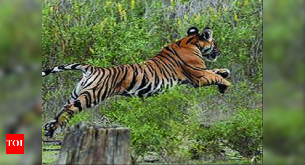 Mega protest this Saturday to protect Bandipur tiger reserve ...